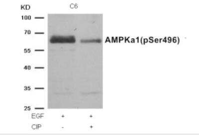 AMPK alpha 1 [p Ser496] Antibody (NB100-81784): Novus Biologicals